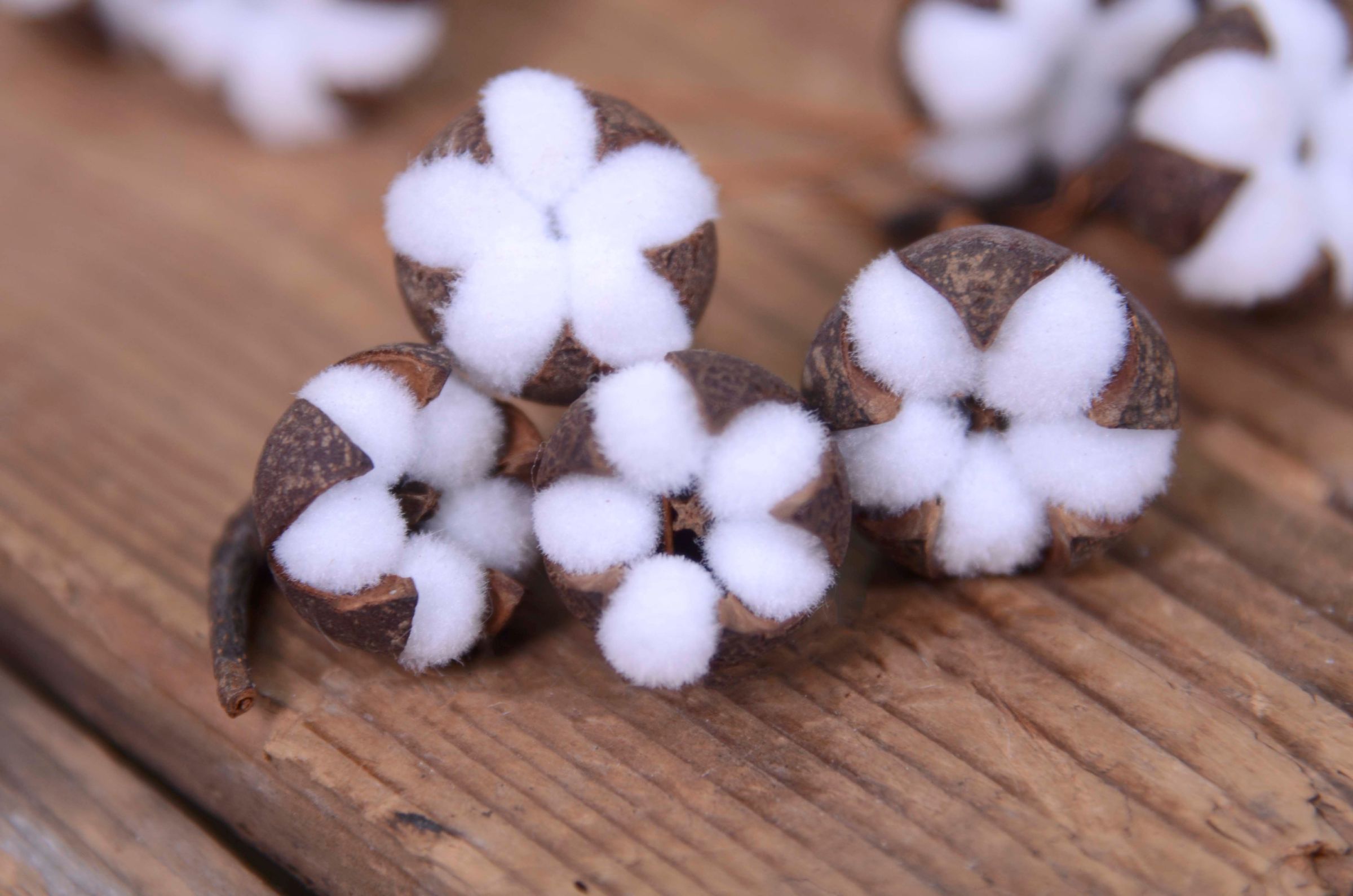 Pack de mini-fleurs de coton